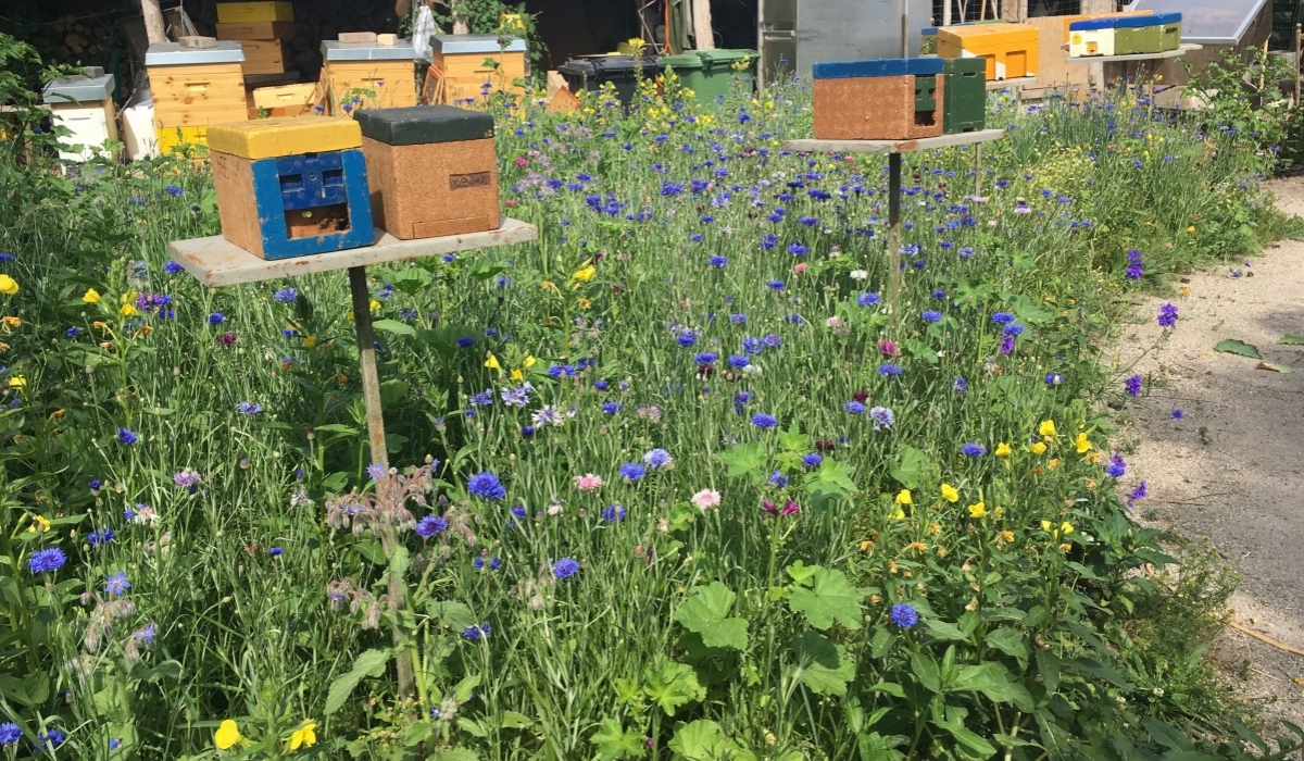 Imkerij De Linde|imkersartikelen, honing, koninginnengelei, waskaarsen