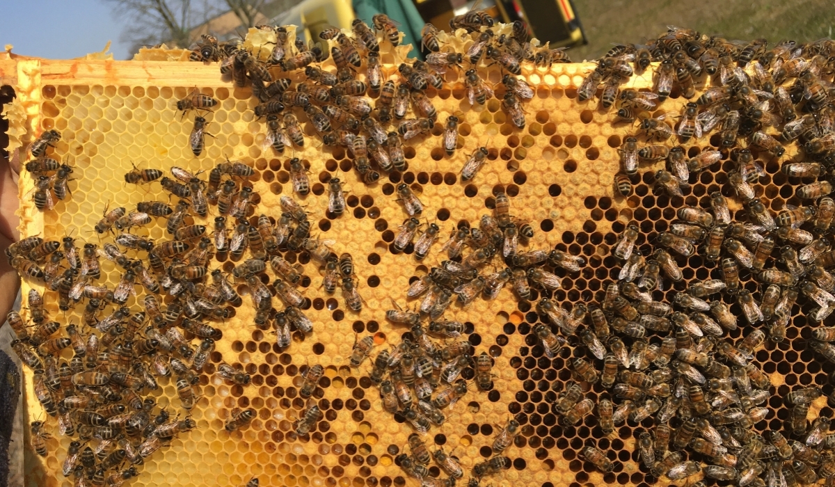 Imkerij De Linde|imkersartikelen, honing, koninginnengelei, waskaarsen
