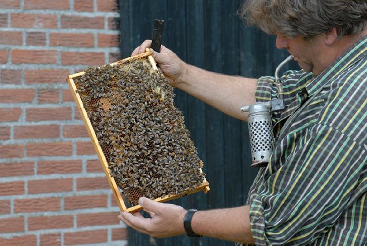 Imkerij De Linde|imkersartikelen, honing, koninginnengelei, waskaarsen